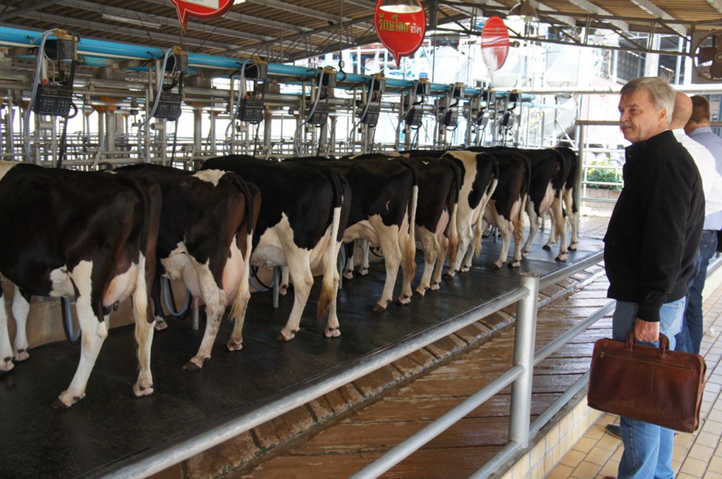 Danish breeding company begins cattle-semen export to Thailand - Scandasia