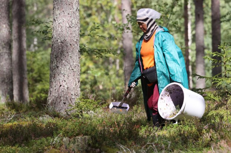 Some Thai Berry Pickers Earned What Equals 15 Years Salary During The some-thai-berry-pickers-earned-what-equals-15-years-salary-during-the