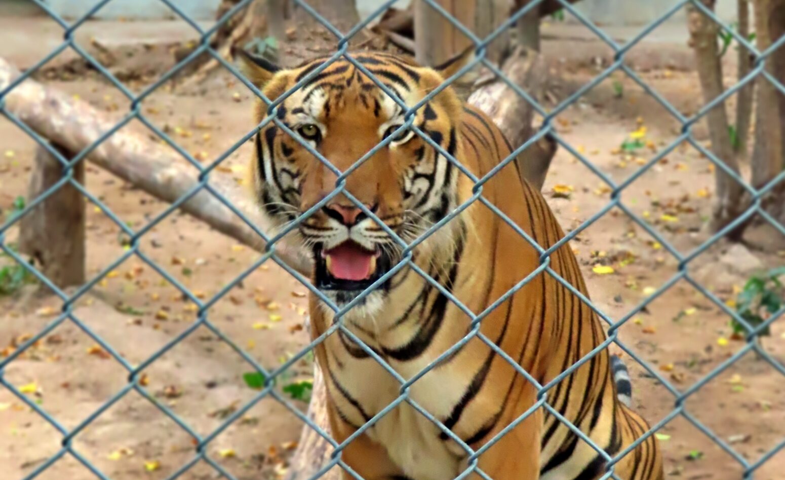 How Thailand rescues tigers and saves the ecosystem at the same time ...