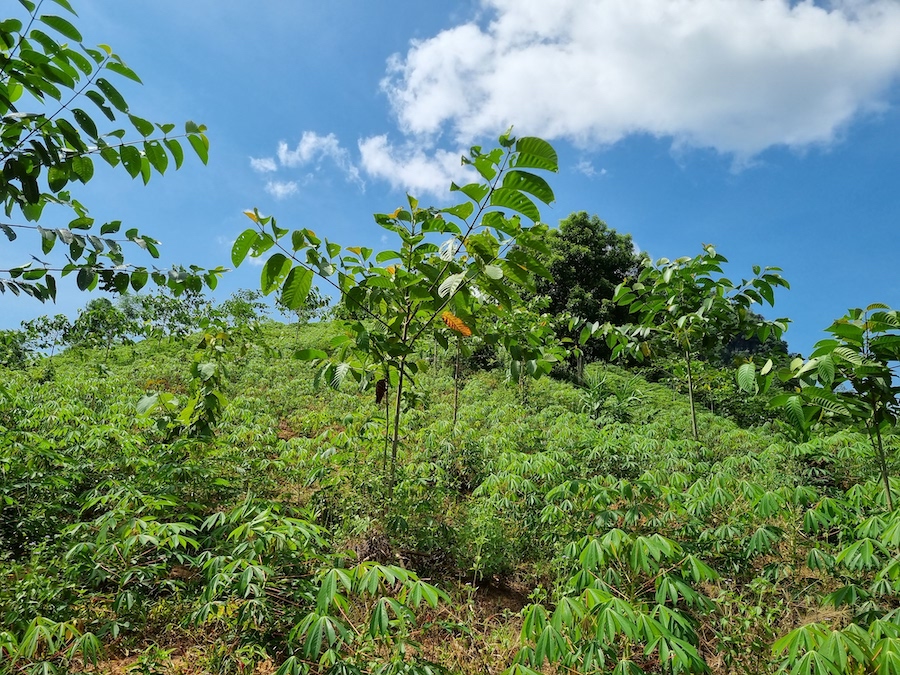 Danish TROFACO is planting trees in Southeast Asia for climate action ...