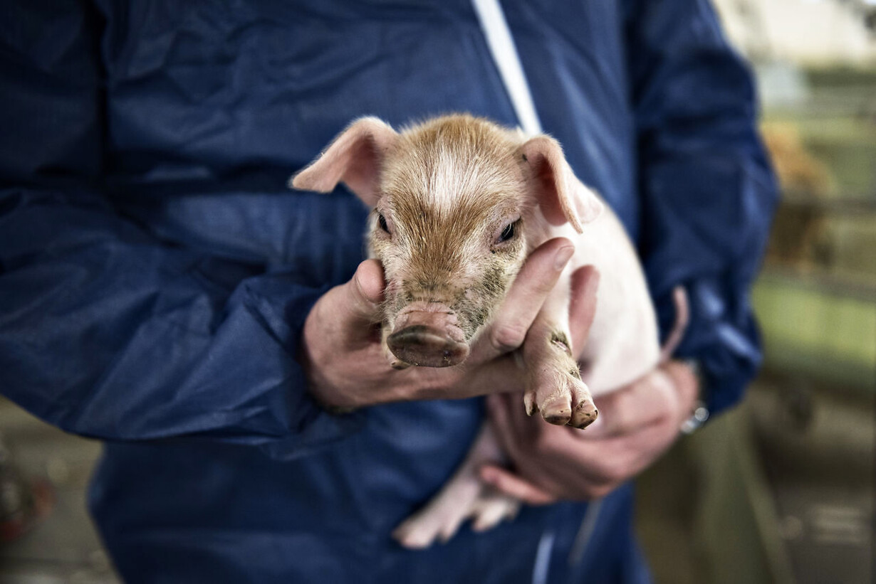 Chinese pork import drops - Danish export suffers - Scandasia
